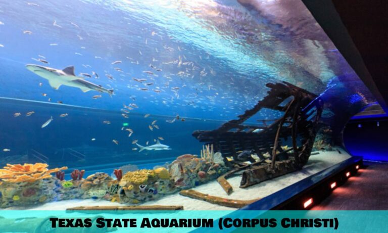 11 Best Aquariums in Texas To Visit In 2024 | Ultra Updates